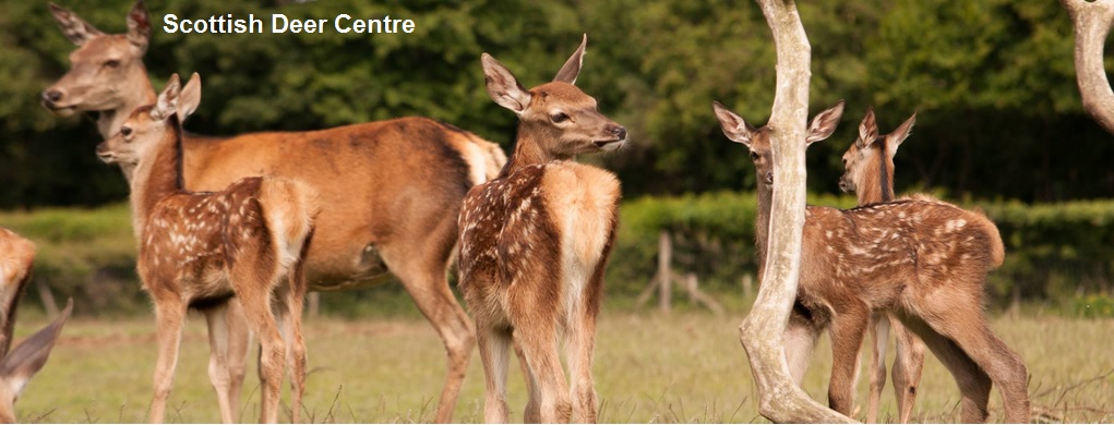 Kids Days out Fife | things to do | family attractions | toddlers ...